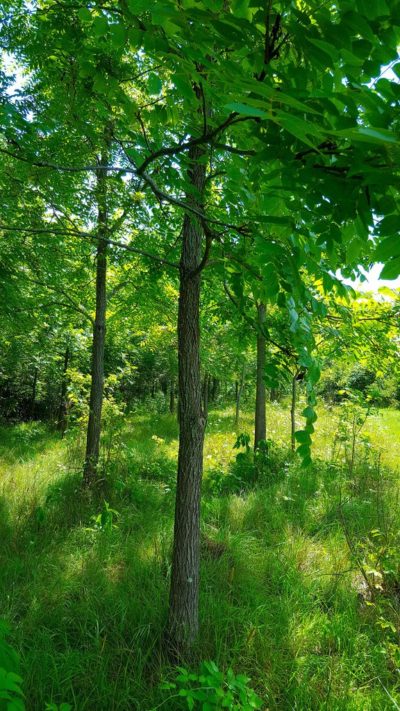 Free Trees to Capture Carbon - Franklin County NRCD